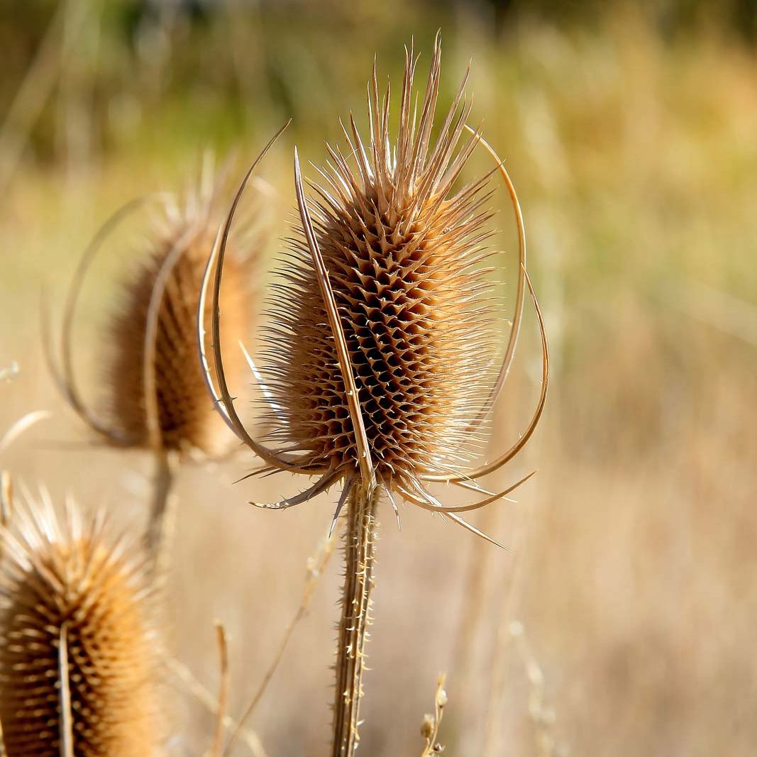 Branch+Barrel Designs | Handmade Wooden Jewelry | Buy 1 Plant 1 Tree